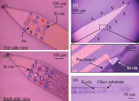 The Fabrication Results Of The Microprobe With T B D And Download Scientific Diagram