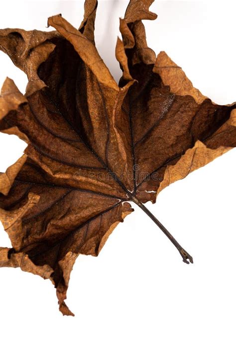 Winter Dead Leaf With A White Background Braga Stock Image Image Of Leaf Design 265072277