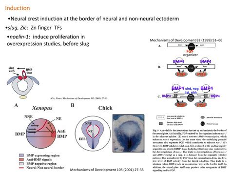 Epithelial Morphogenezis Ppt Download