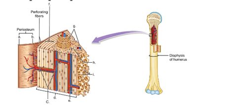 Solved F Perforating Fibers Periosteum B Diaphysis Of