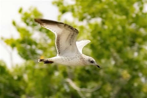 Flying White Bird Photos Download The Best Free Flying White Bird