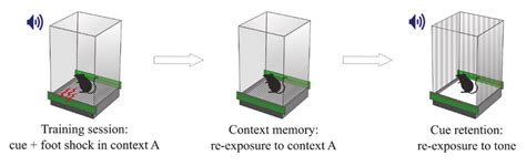 Representation Of Fear Conditioning Experimental Design Training