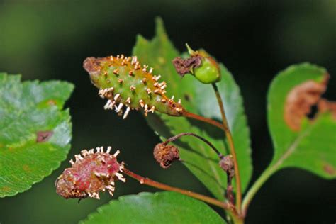 Cedar Quince Rust Missouri Environment And Garden News Article Integrated Pest Management