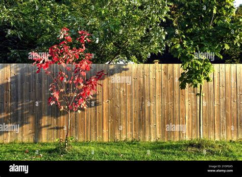 Two Sapling Maple Trees Side By Side One With Leaves Turned Completely Red By September 11
