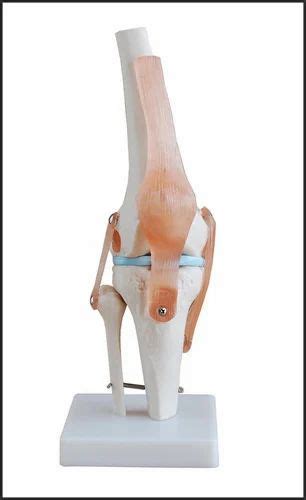 Knee Joint Models At ₹ 119900 Knee Joint Model In Sangamner Id 12874580212