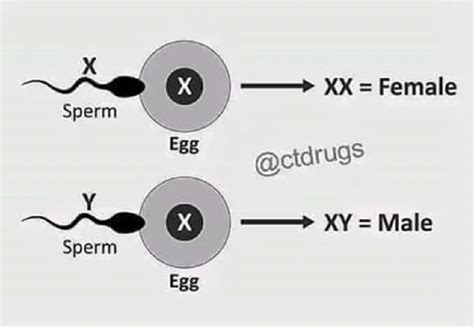 How To Select Your Baby S Sx During Ovulation Period Felix Omoko S Blog