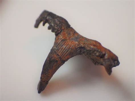 Saivodus Striatus Labial View Found By John Taylor On New Years Eve 2015 And Prepped By Me