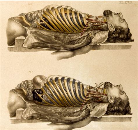 The Terrifying Biological Process That Begins After We Die Hydnewstoday