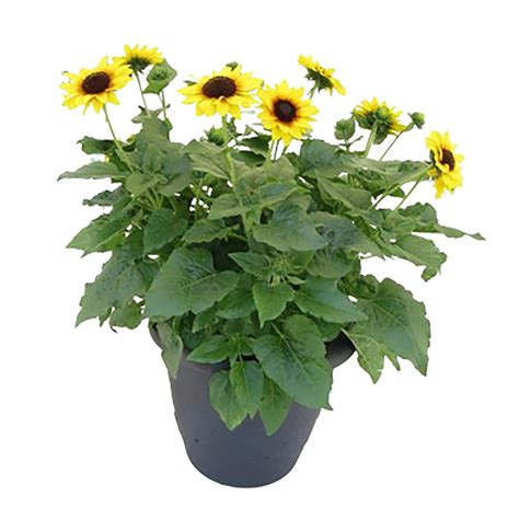 Sonnenblume Topf Sol Seeker 40 50 Cm Höhe 19 Cm Topf Ø