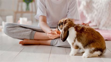 Pasteurella Multocida Rabbits