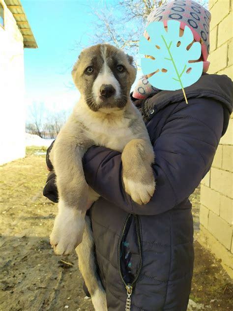 щенок алабай кабель