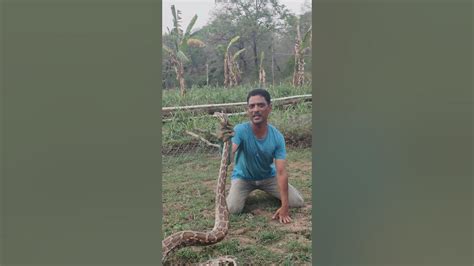 Indian Rock Python Attitude Short Video Superhead Catch By Razak Shah