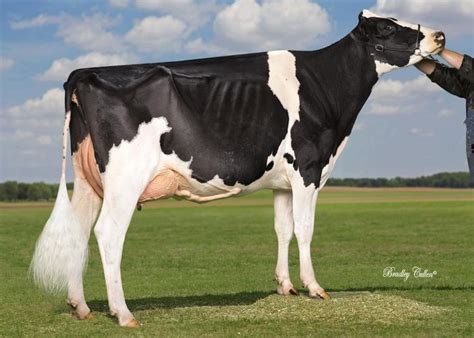 Eclipse Atwood Princess Vg87 Show Cattle Show Cows Cattle