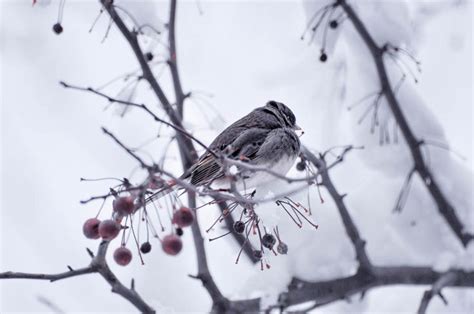 Do Any Species Of Birds Hibernate Optics Mag