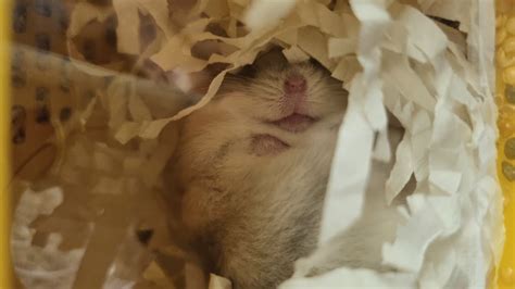 햄스터 은신처 몰래 엿보기 Youtube