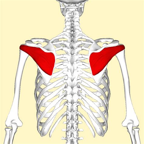 Dropping Knowledge The Rotator Cuff