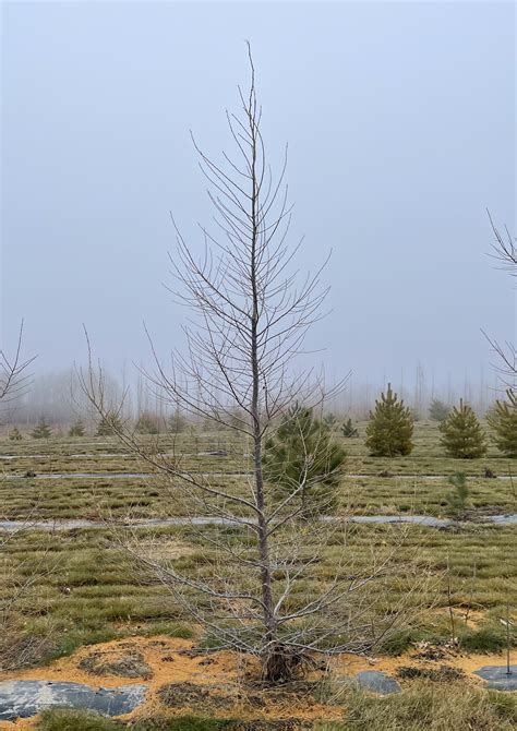 dahurian larch seed greentree agroforestry solutions