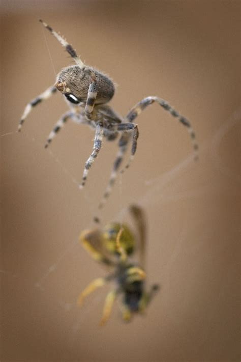 Arachnid Vs Insect Pacs Worlds