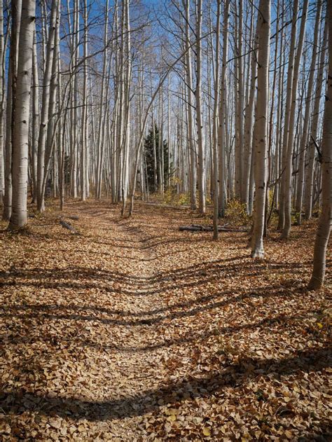 Aspen Loop Colorado Gps Trail Map Conditions And Difficulty Onx Offroad