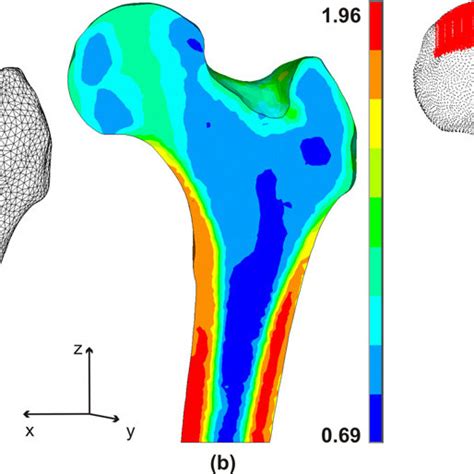 Proximal Femur Model A Mesh With 99614 10 Nodes Tetrahedral Download Scientific Diagram