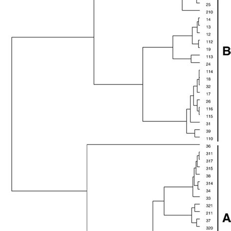 Dendrogram Of Cola Sp Generated By Unweighted Pair Group Method