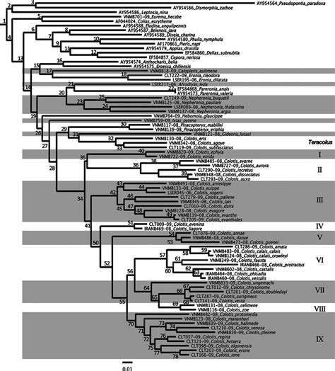maximum likelihood ml phylogeny of combined data tree length 6818