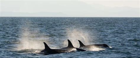 Migrating Humpback Whales And Porpoising Biggs Killer Whales In The