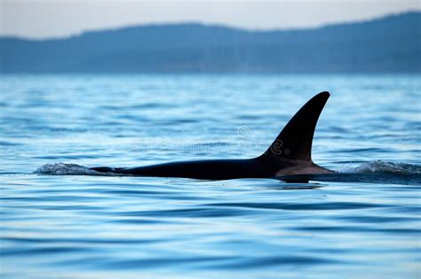 Transient Orca Whale Or Killer Whale On The Water Surface In Orcinus Orca Vancouver Island
