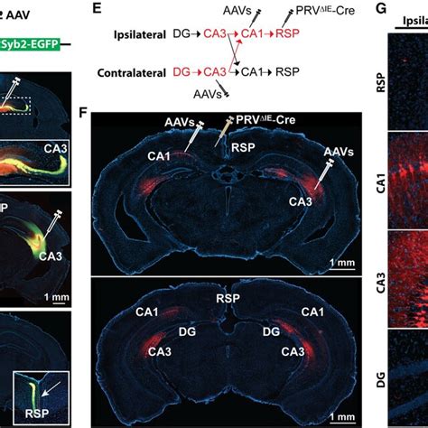 Tracing Disynaptic Hippocampus Dorsal Striatum Circuits With Prv Die