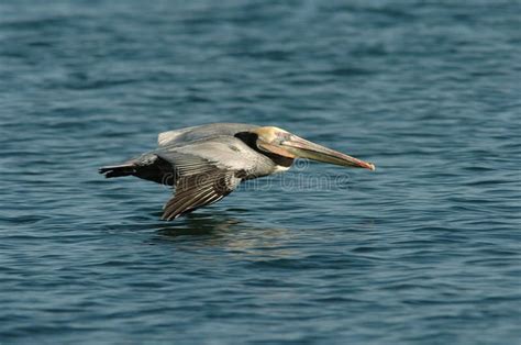 Brown Pelican Breeding Adult Stock Photo Image Of Breeding Cruising 52242944