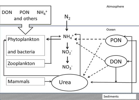 Nitrogen Syklus Diagram Lysbilde 1