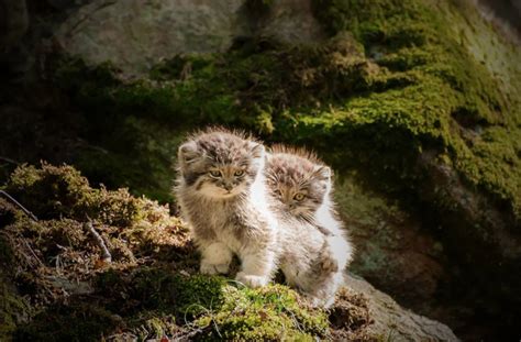 Манул • Опис породи • Характер • Харчування ВСЕ ПРО КОТИКІВ