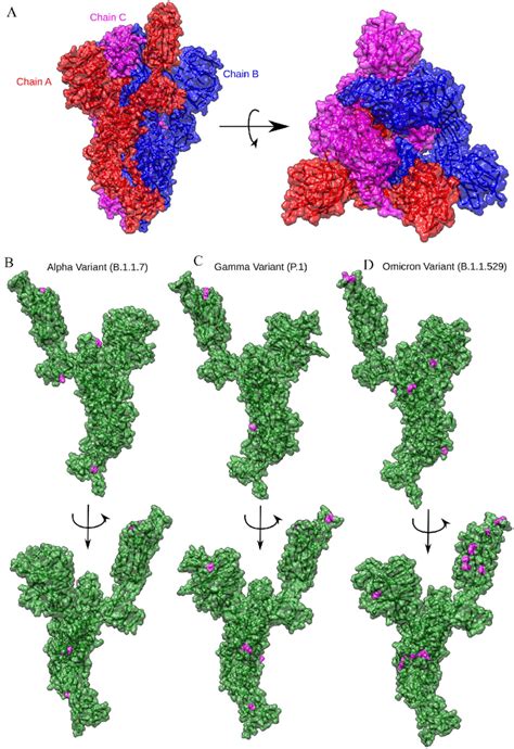 3d Representation Of Sars Cov 2 The Upper Panel A Shows The Trimeric