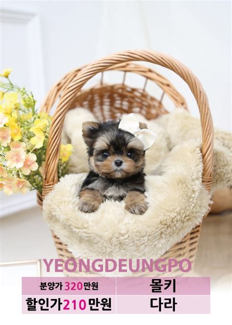 서울강아지분양몰키분양말티즈요크셔테리어다라