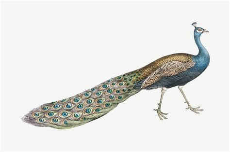 Exotic Peacock Bird Collage Element Premium Psd Rawpixel