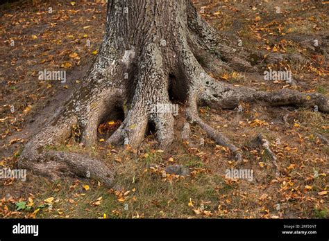 A Large Number Of Old Tree Roots That Are Visible From Under The Ground Nature And Some Of Its