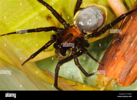A Water Spider Argyroneta Aquatica With Its Abdominal Air Bubble Devouring An Emerald