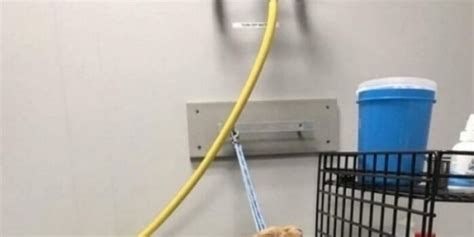 물 싫어하는 줄 알았던 강아지 목욕 시켰다가 알게된 대반전 사실 애니멀 플래닛