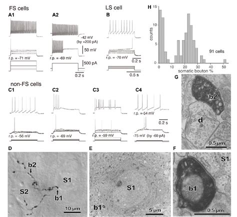 Figure 1 From The Diversity Of Cortical Inhibitory Synapses Semantic Scholar