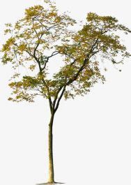 Gymnocladus Dioica Tree Dwg Thousands Of Free CAD Blocks