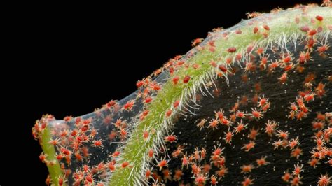 How To Grow And Care For Hydrangea Tree Panicle Hydrangeas Planet