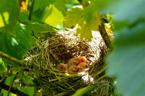 საქართველოს საქართველოს სოფლები Georgian Villages