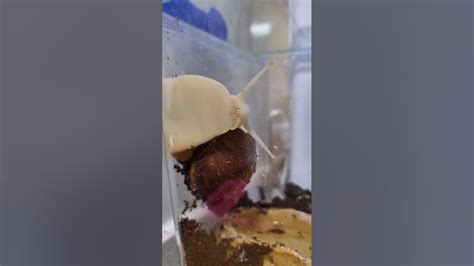 백와달팽이 입 Youtube