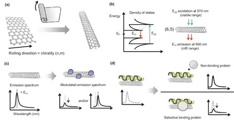 Single Walled Carbon Nanotubes Swcnts As Optical Dna Protein Download Scientific Diagram
