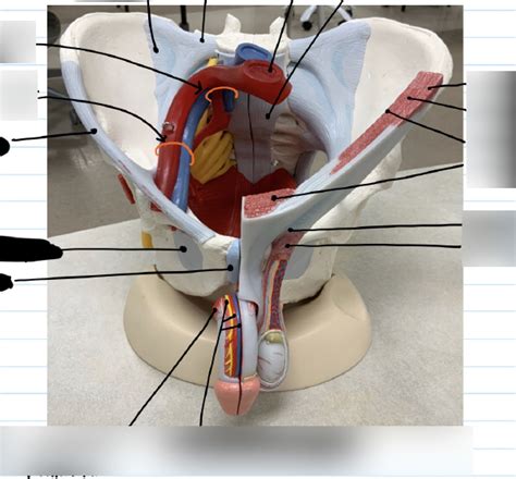 Male Model Lab Practical Diagram Quizlet