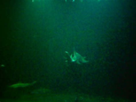 Musiq Assessing Image Aesthetic And Technical Quality With Multi Scale Transfor