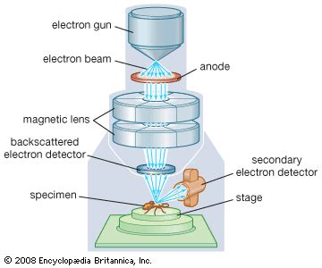 Electron Microscope Uses Advantages Limitations Britannica