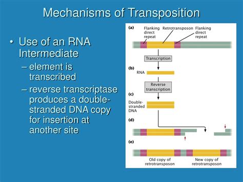 Ppt Transposable Elements Powerpoint Presentation Free Download Id 397518