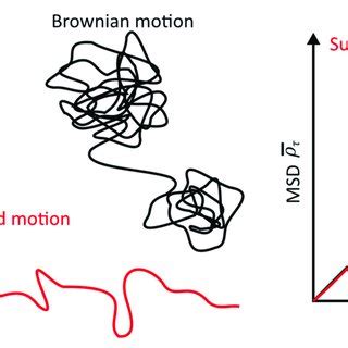 Different Types Of Diffusion Will Result In Different Trajectories Download Scientific Diagram