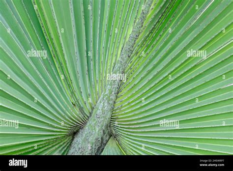 Close Up View Showing The Detail Of Beautiful Tropical Green Fan Leaf